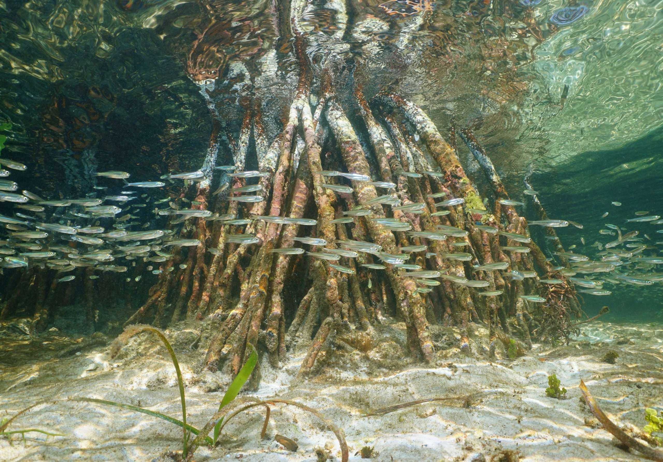 Caribbean Mangroves - A Hidden World Teeming with Life - Caribbean Compass