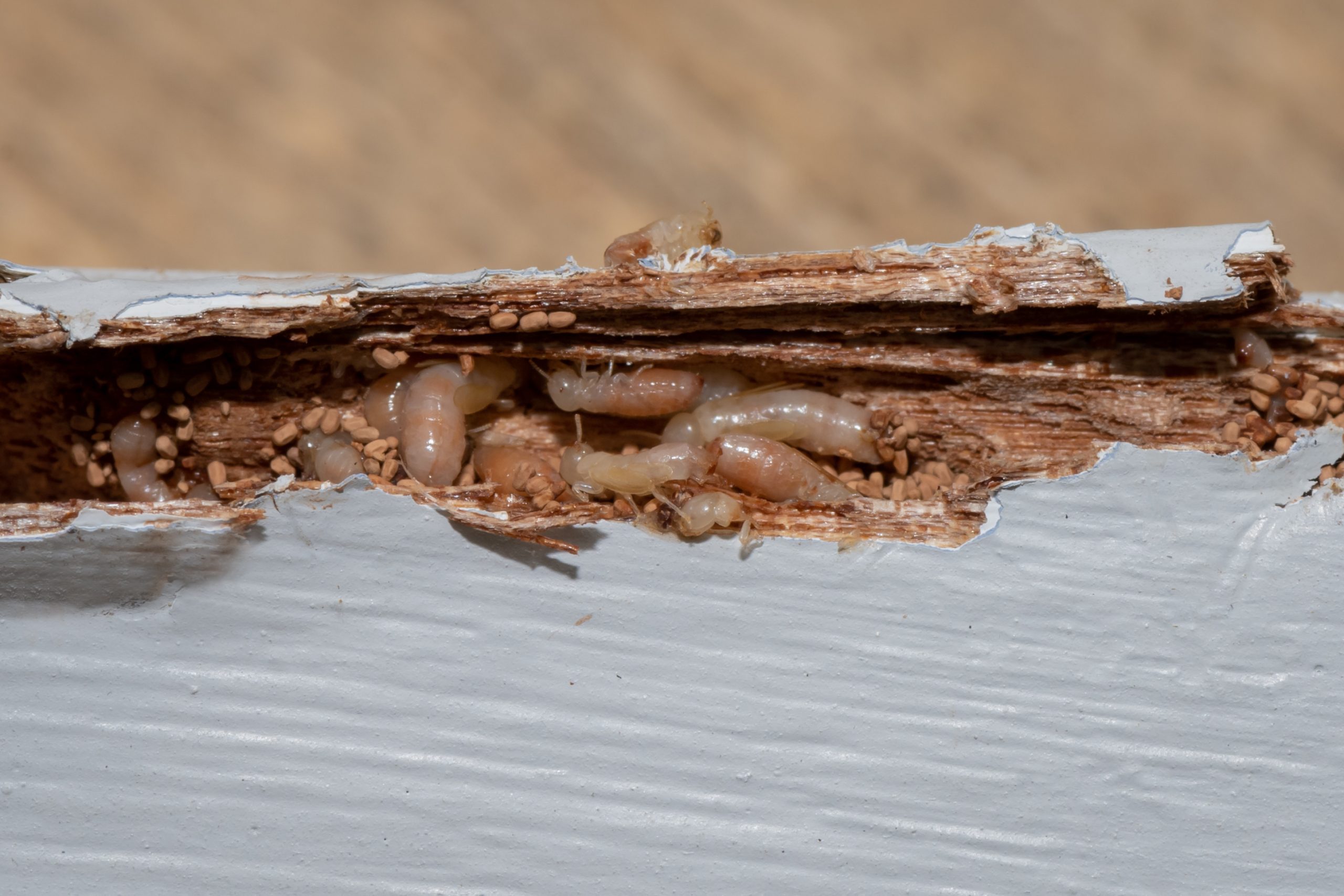 Termites of the Caribbean - Caribbean Compass